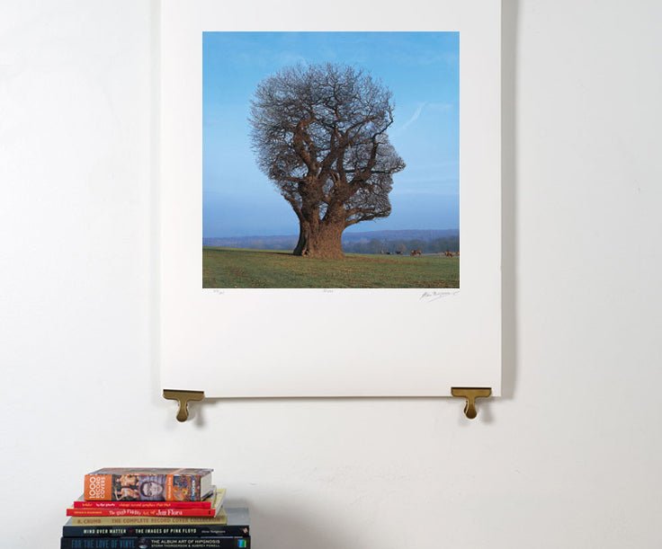 Pink Floyd/Tree of Half Life – Hypergallery